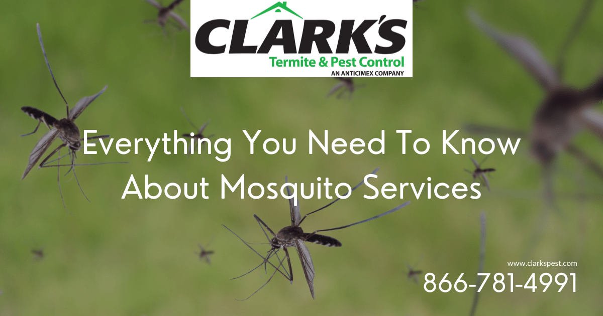 Everything You Need To Know About Mosquito Services - Clark's Termite ...