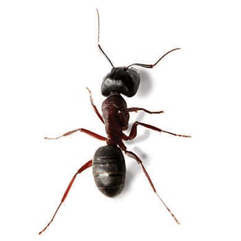 Our Extensive Common Pest Library - Clark's Pest Control