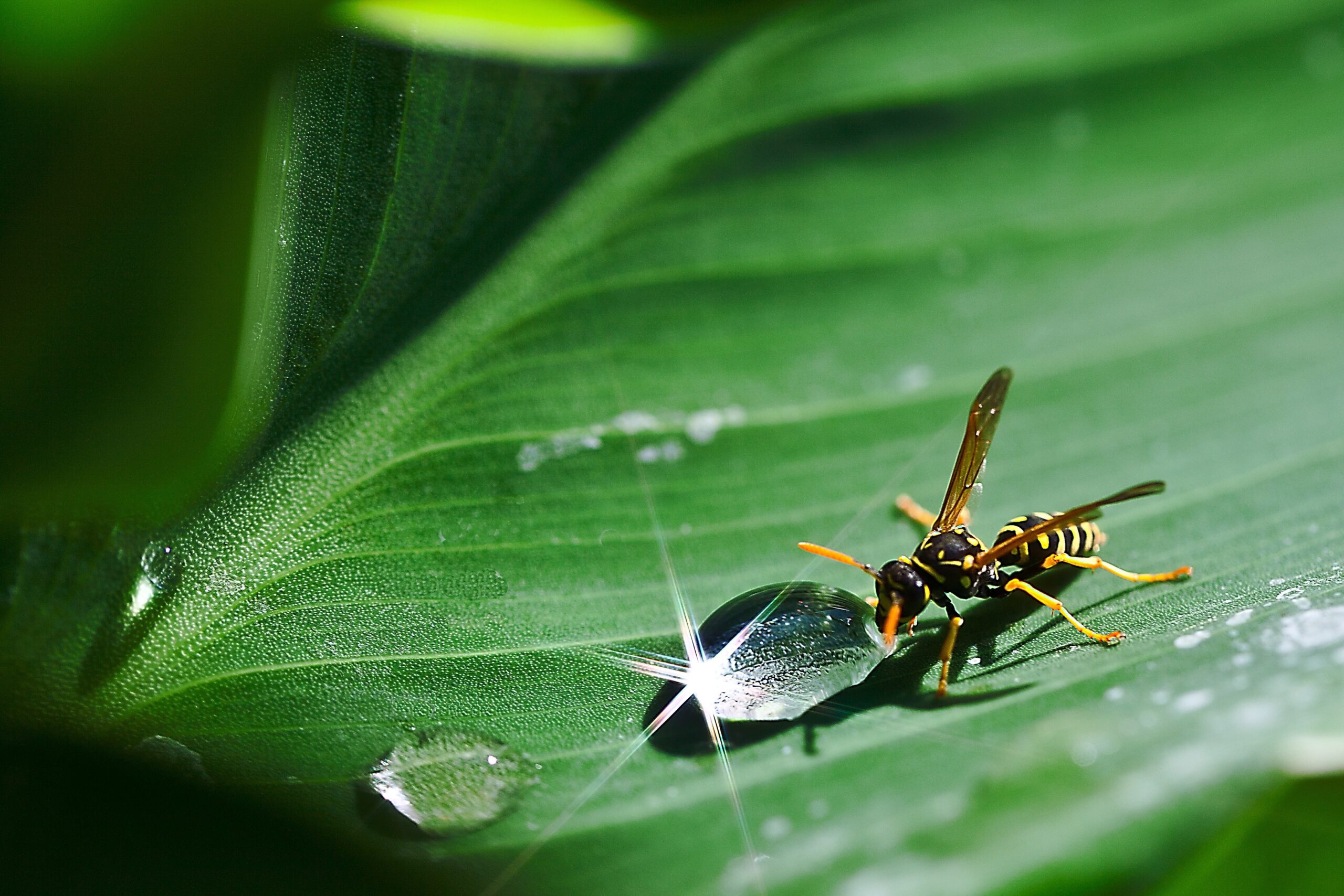 Wasp Control in the Carolinas