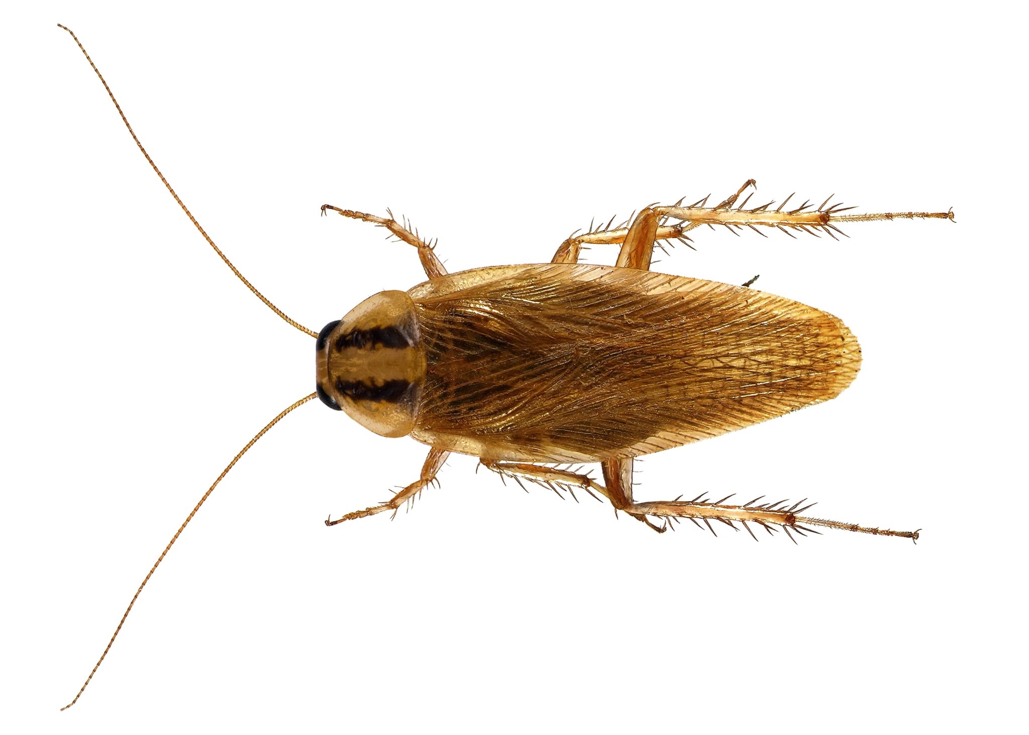 American Cockroach or German Cockroach
