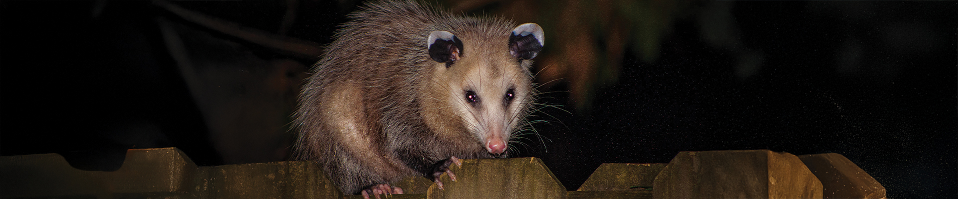 Opossum Control in the Carolinas