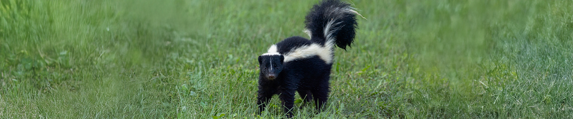 Skunk Control in the Carolinas