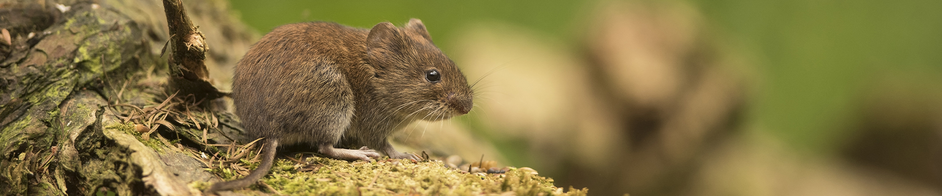 Vole Control in the Carolinas