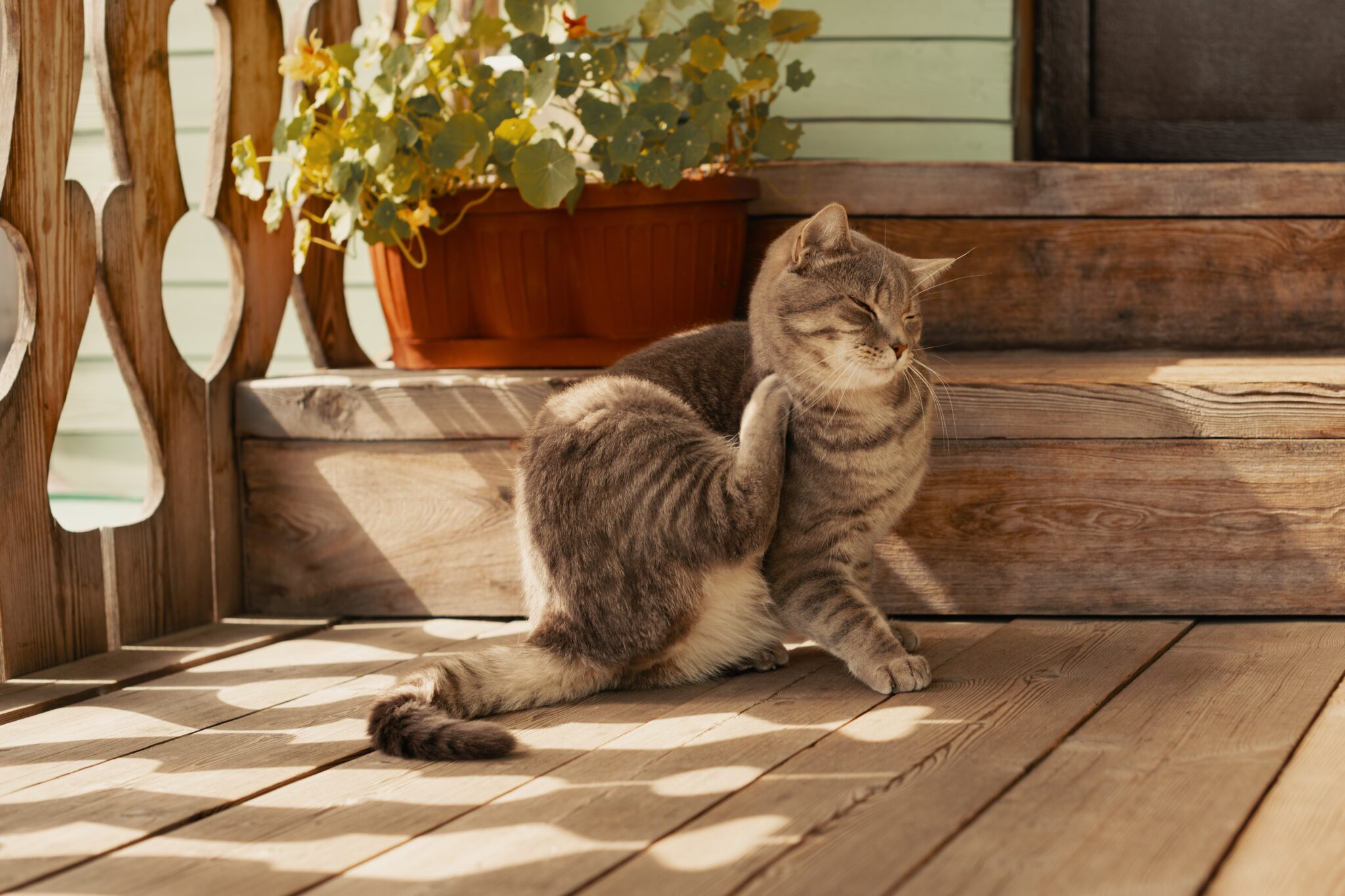 Flea Control in the Carolinas