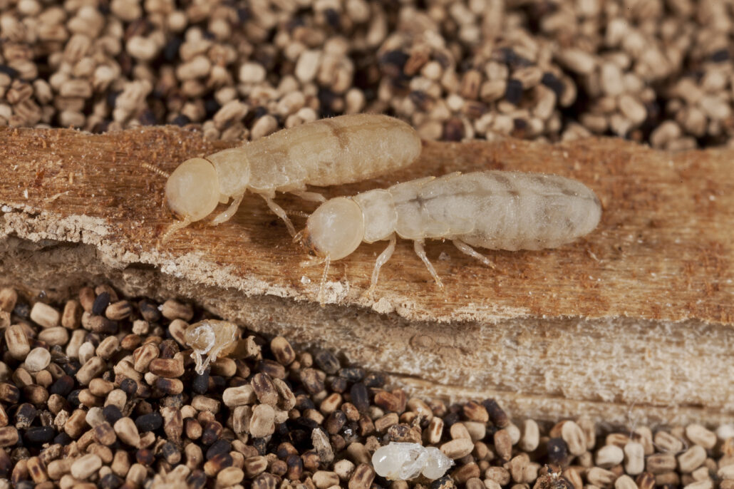 Types of Termites - Clarks Pest | South Carolina, Georgia, North Carolina