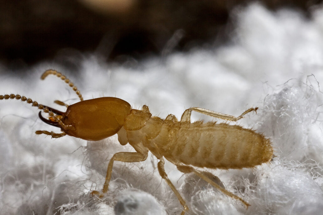 Types of Termites - Clarks Pest | South Carolina, Georgia, North Carolina