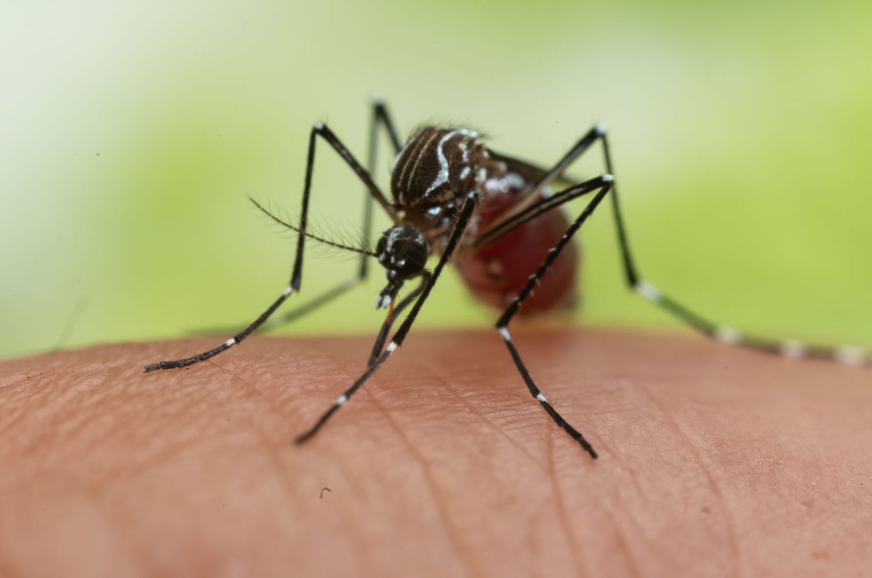 Everything You Need To Know About Mosquito Services - Clarks Pest