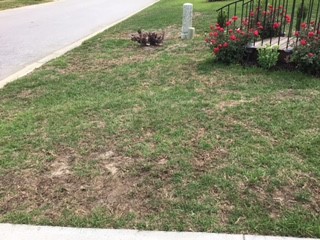 Mole Cricket Damage