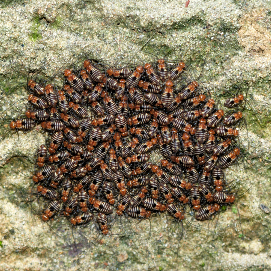 psocids - Clarks Pest